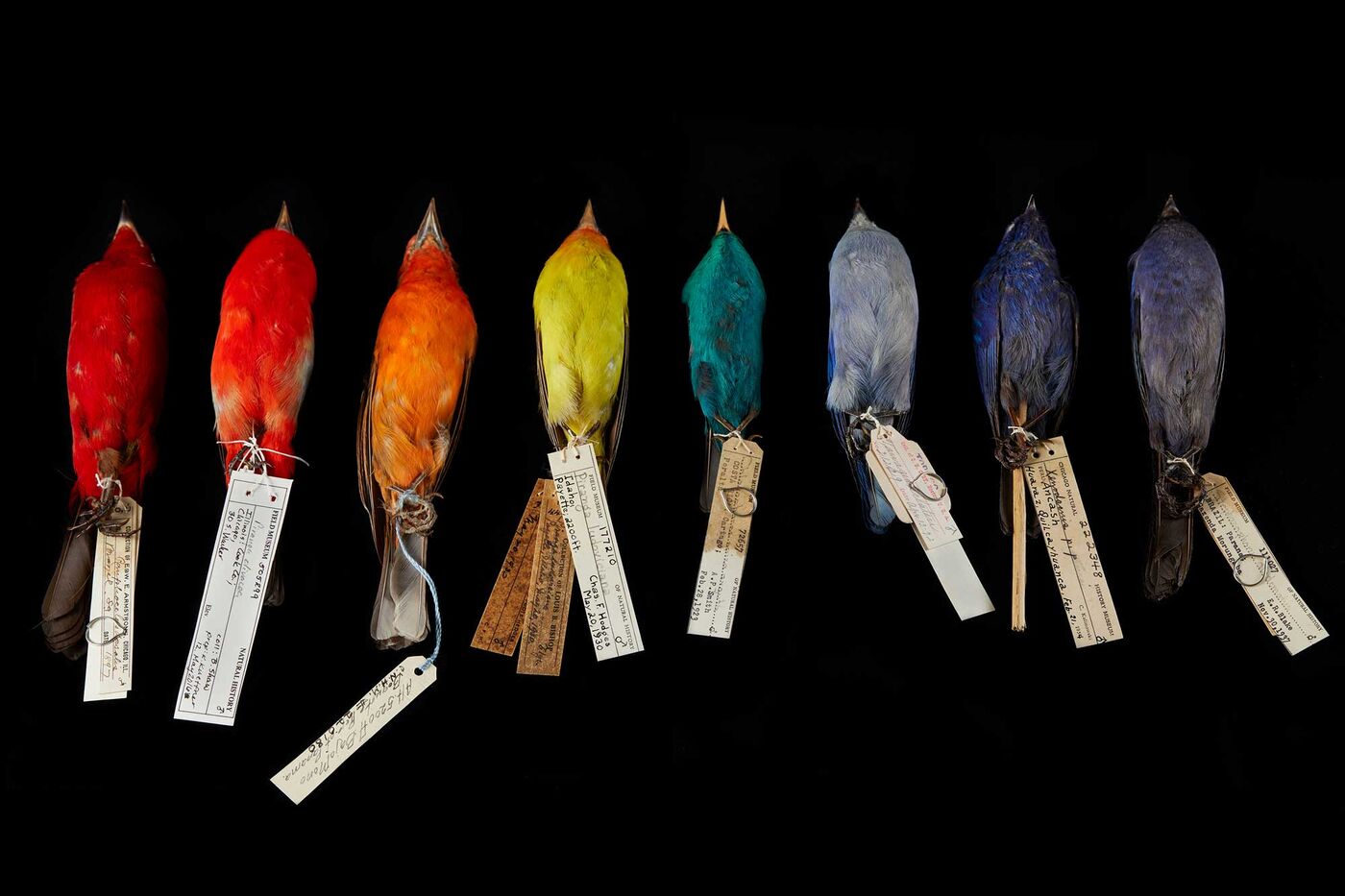 Color Theory & Cultural Perception - Carolina Oneto